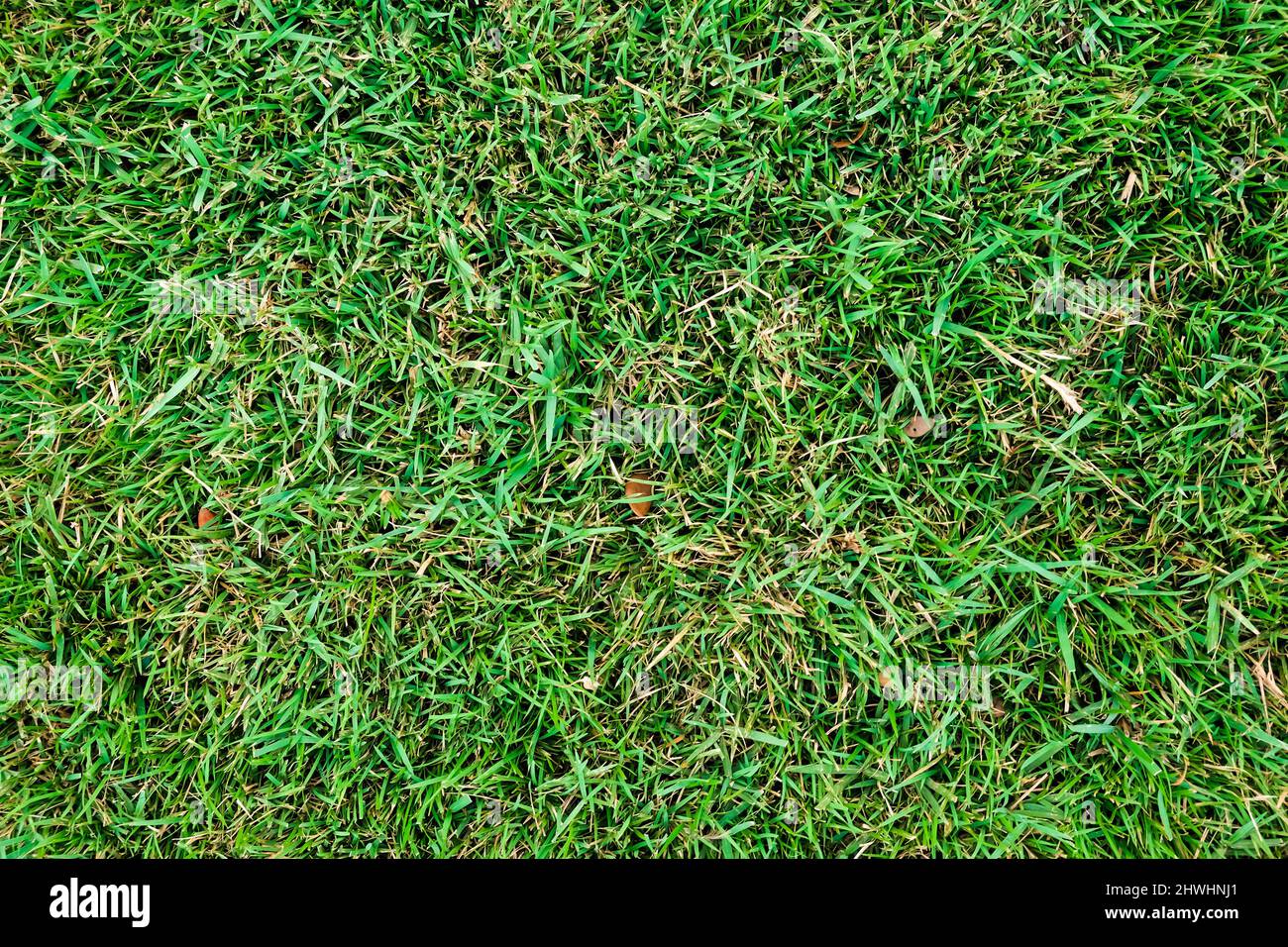 Real green grass floral texture nature decoration background Stock ...