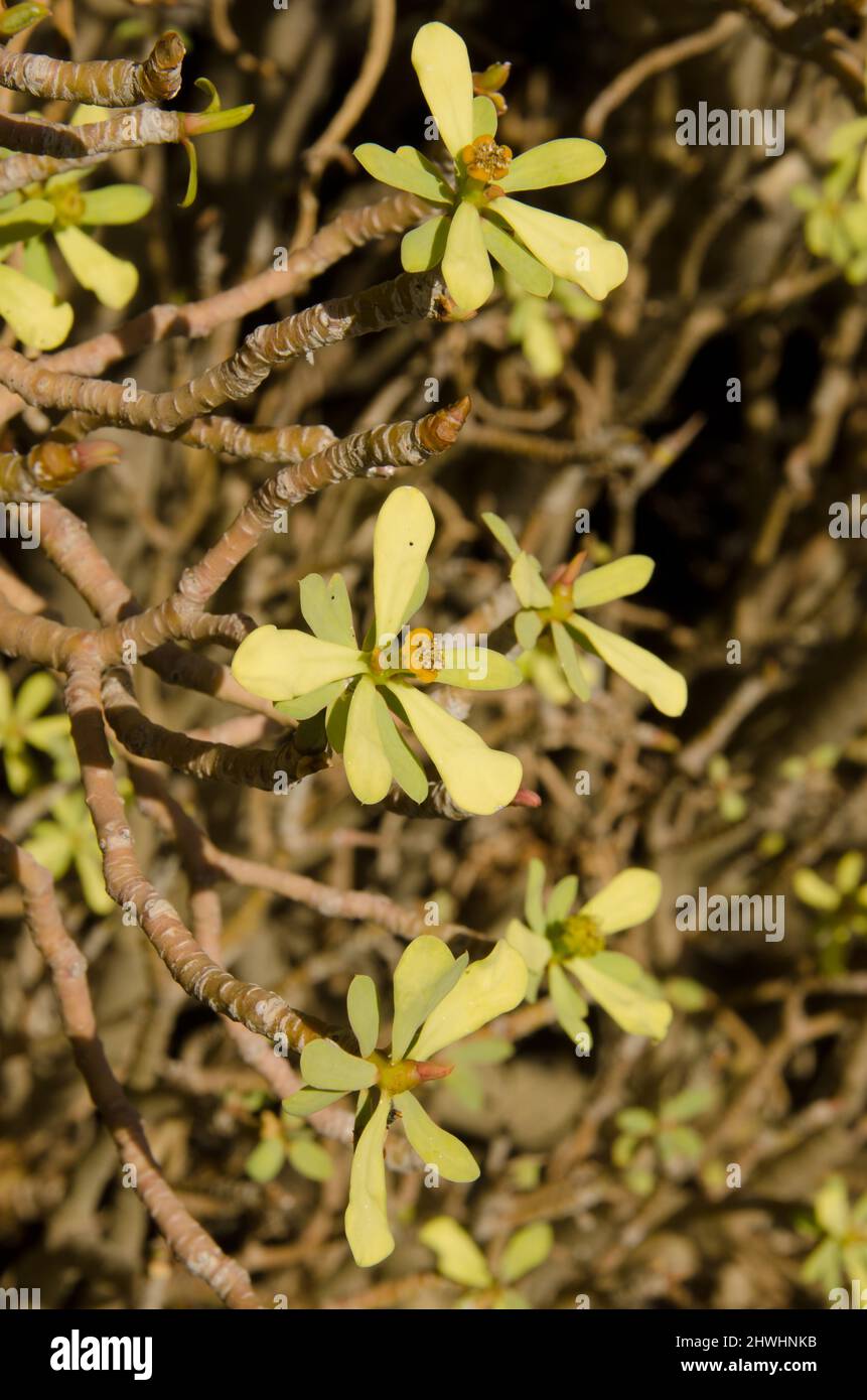 Stems, leaves and cyathia of balsam spurge Euphorbia balsamifera. Mazo ...