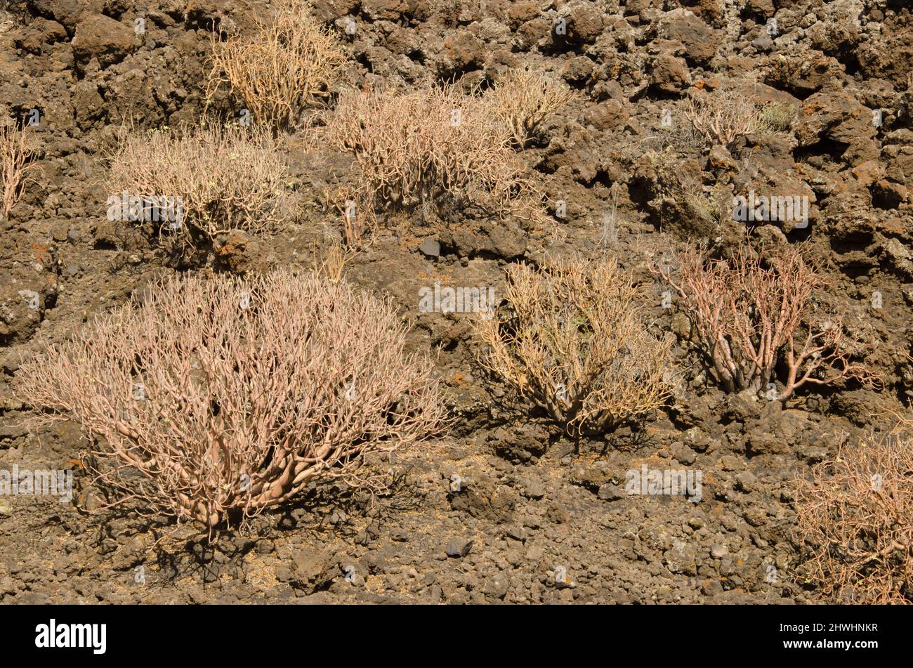 Shrubs of balsam spurge Euphorbia balsamifera without leaves. Mazo. La ...