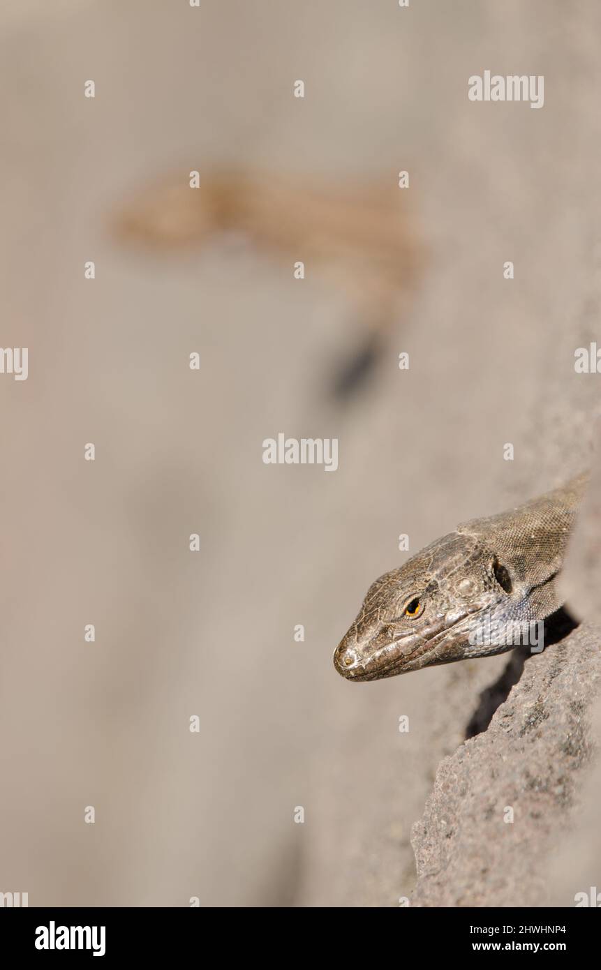 Gallots lizards hi-res stock photography and images - Alamy