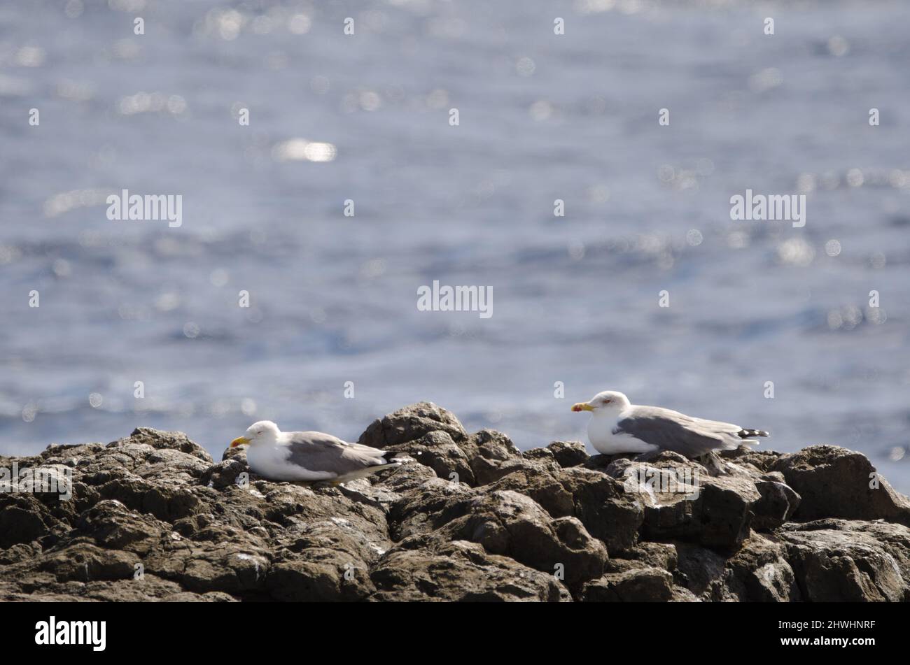 Yellow-legged gulls Larus michahellis atlantis resting in the coast ...