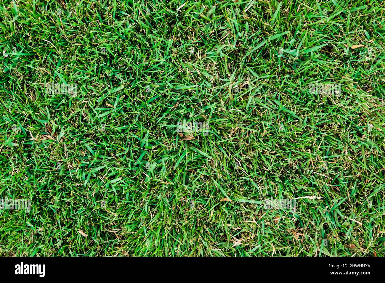 Real green grass floral texture nature decoration background Stock ...