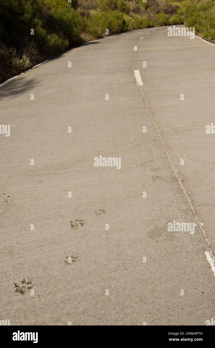 Dog tracks on a concrete road. Mazo. La Palma. Canary Islands. Spain ...