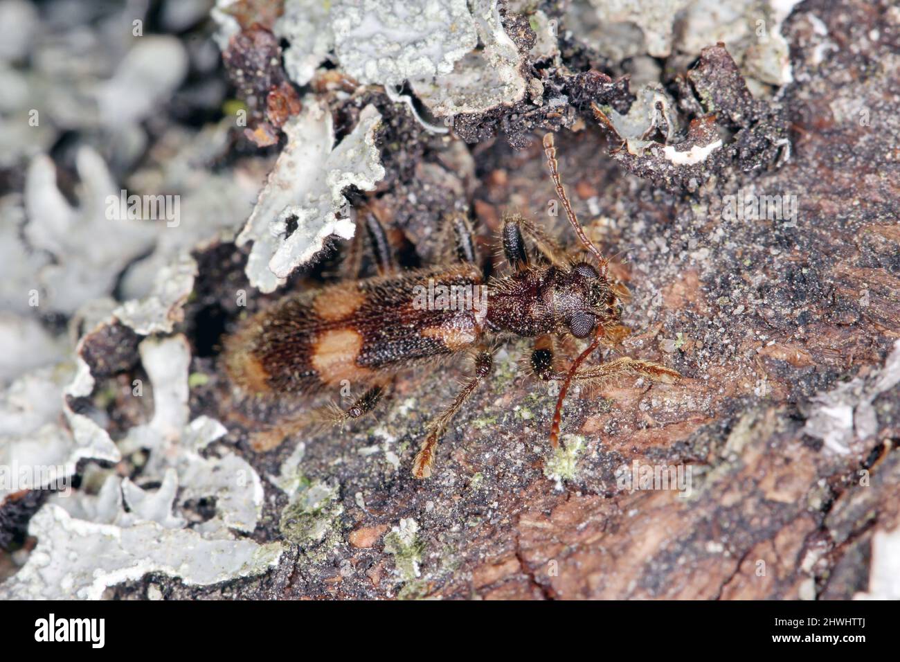 Cleridae checkered beetle beetles hi-res stock photography and images ...
