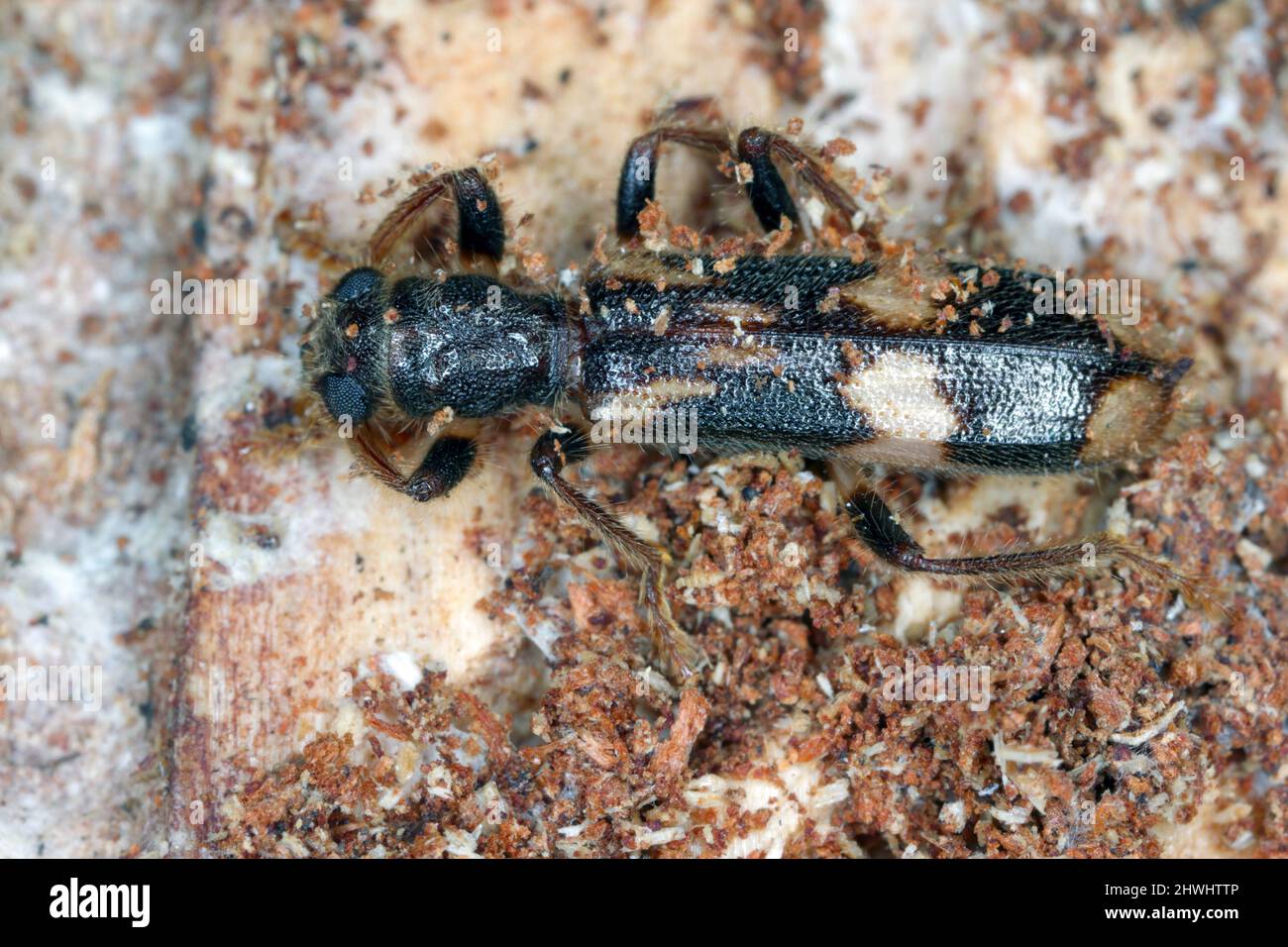 Predatory beetle Opilio mollis. It is a member of the Cleridae family ...