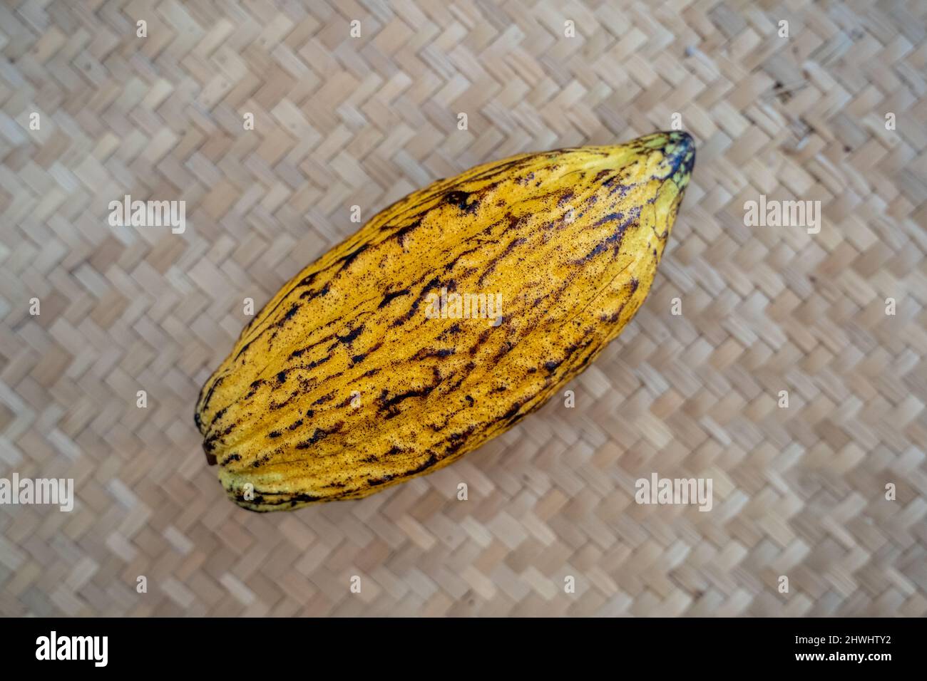 Full cocoa tree hi-res stock photography and images - Alamy