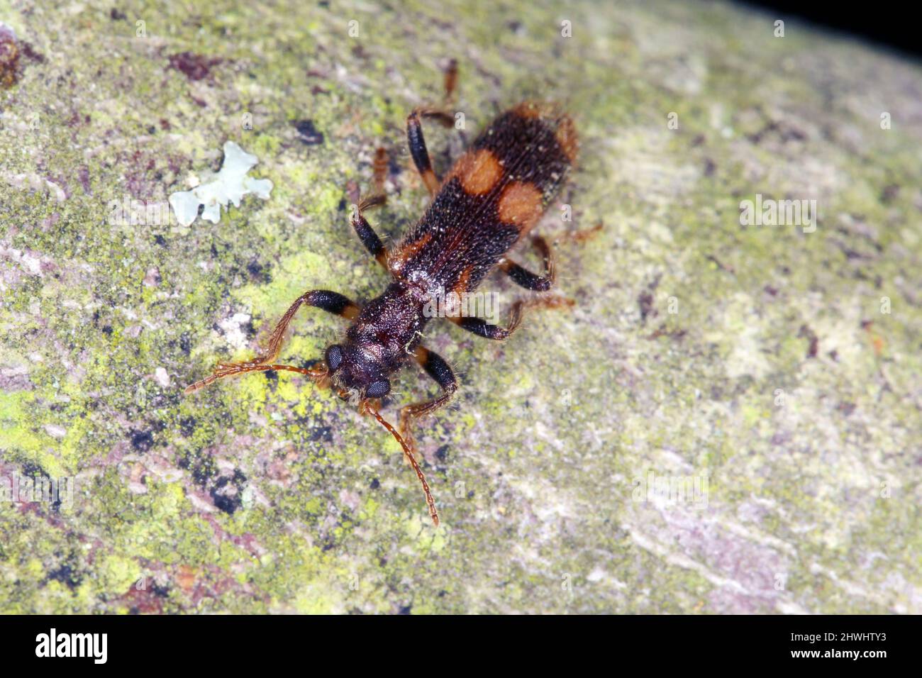 Coleoptera family cleridae hi-res stock photography and images - Alamy