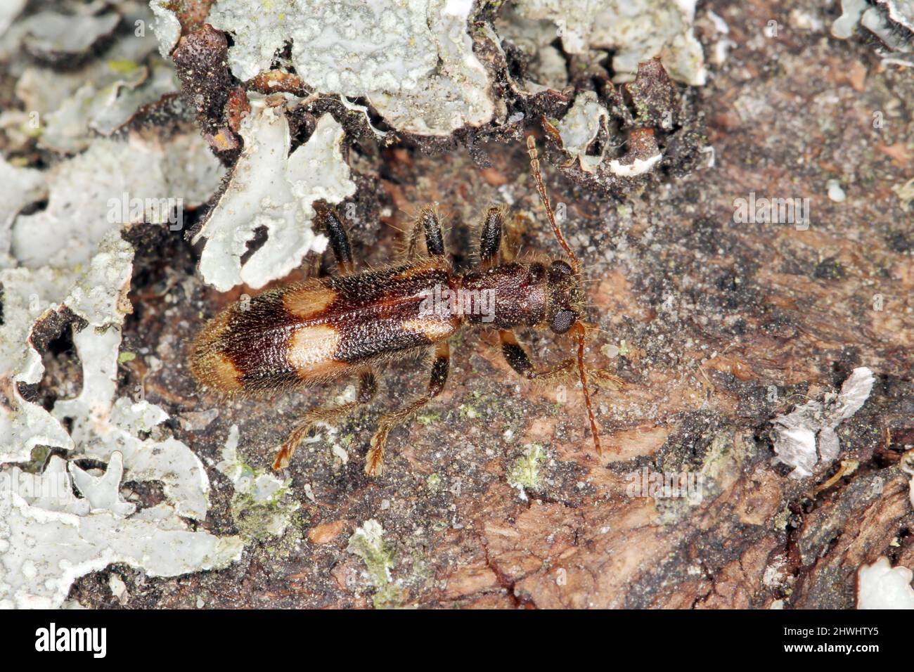 Cleridae Checkered Beetles