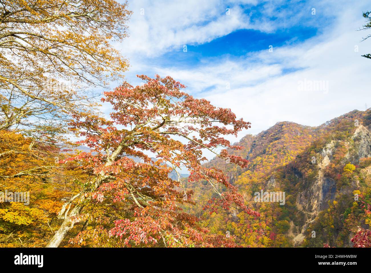 Red and yellow maple autumn tree forest on mountain in Nikko Japan ...
