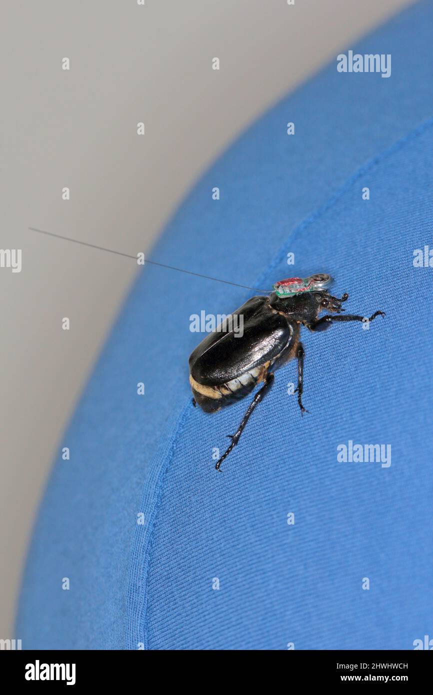 Leather beetle hi-res stock photography and images - Alamy