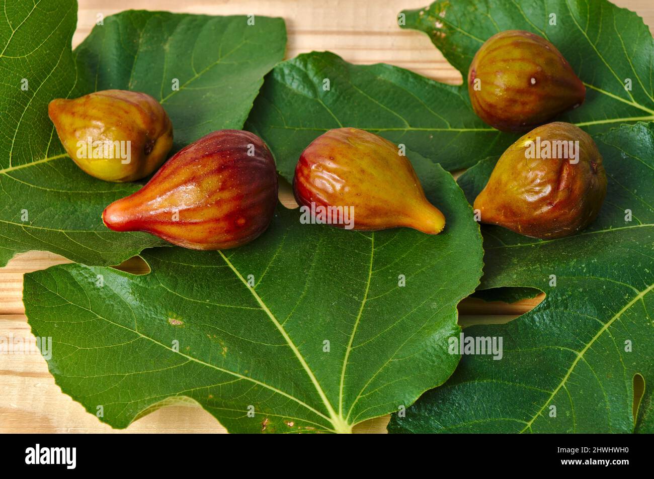 Fig leaves hi-res stock photography and images - Alamy