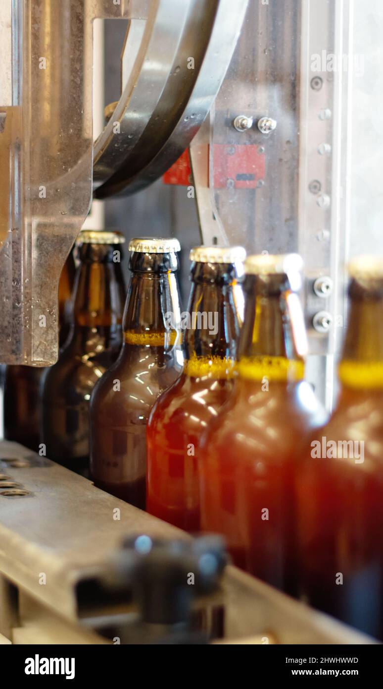 A delicious new brew. Shot of beer bottles on a production line at a ...