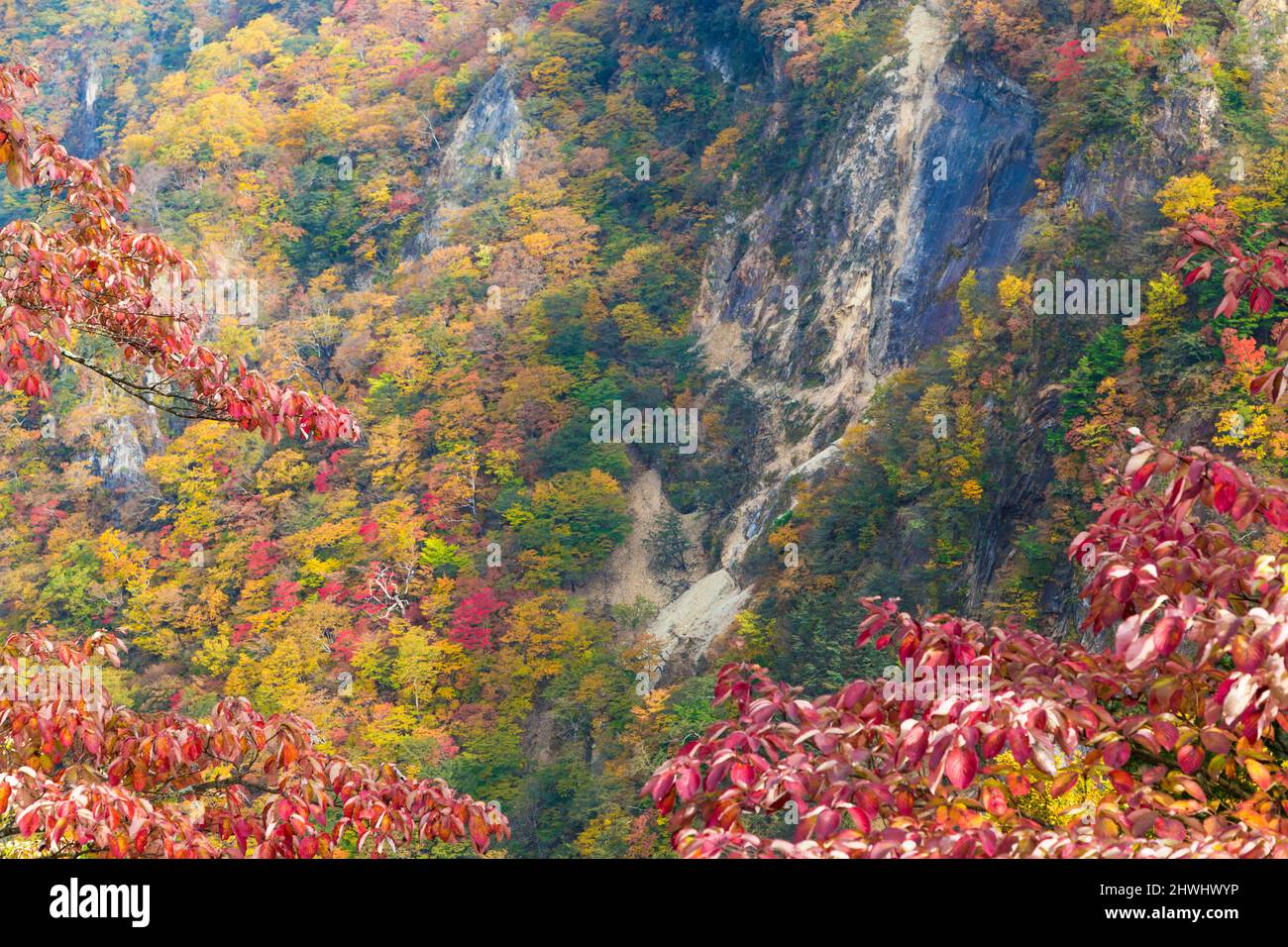Red and yellow maple autumn tree forest on mountain in Nikko Japan ...
