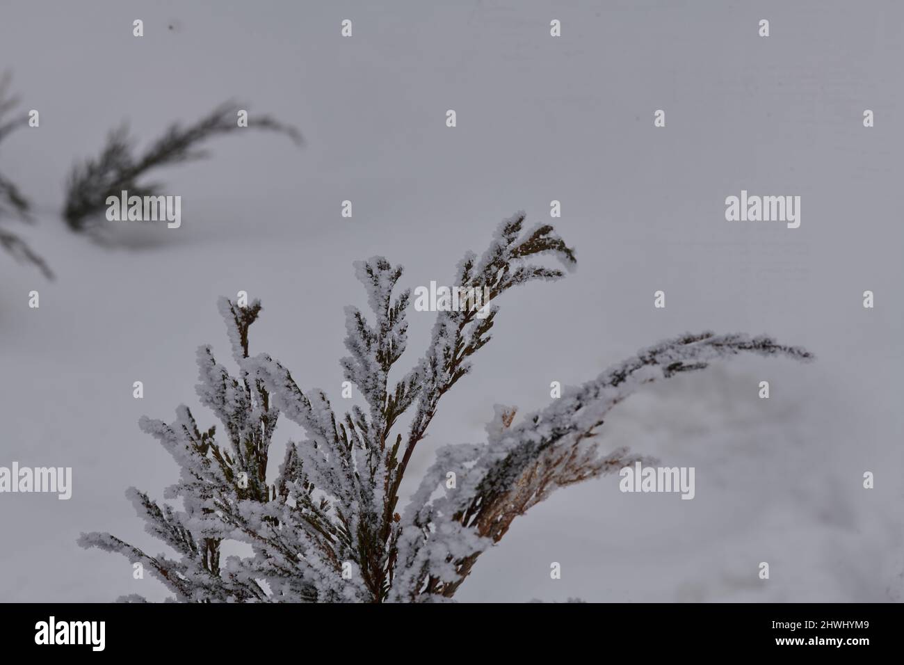 bush covered entirely with snow in the forest Stock Photo - Alamy