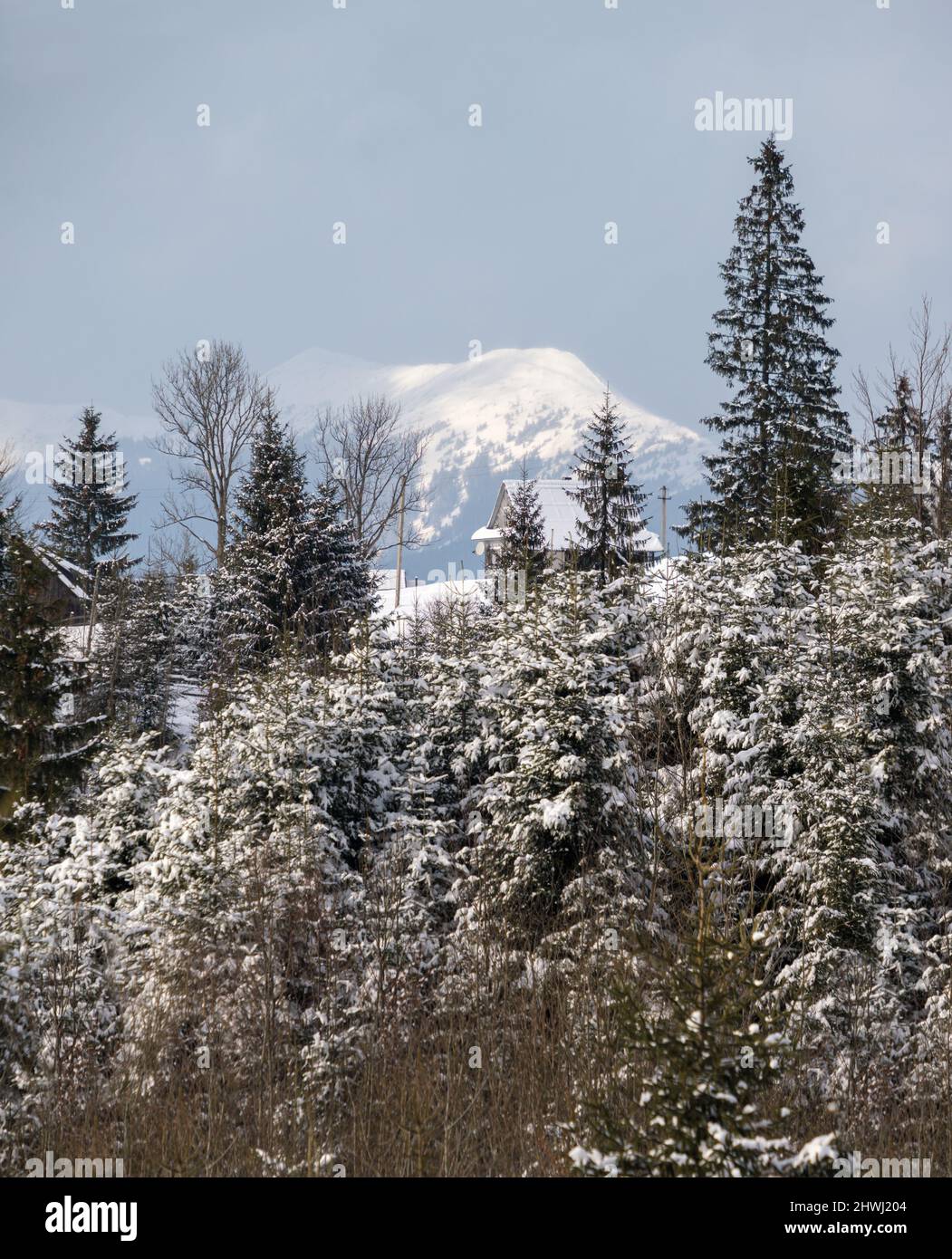 Jabjunytsia hi-res stock photography and images - Alamy