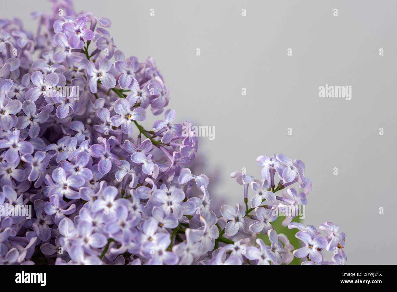 Fresh beautiful bouquet of lilac close up Stock Photo - Alamy