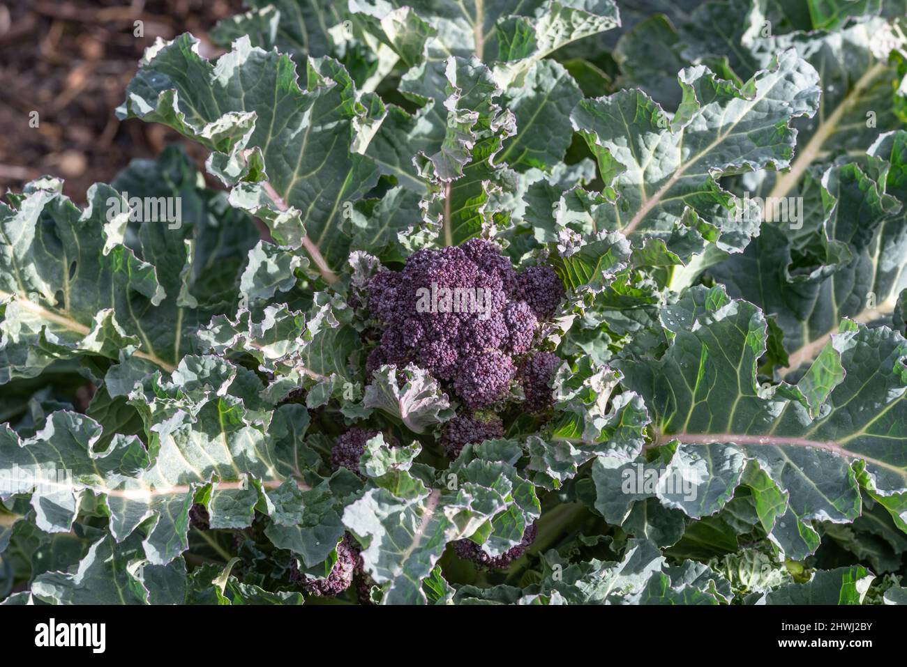 Purple Sprouting Broccoli 'Red Arrow' Stock Photo - Alamy