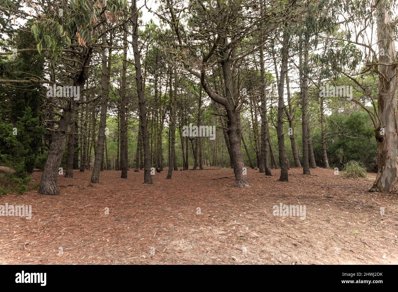 pine forest on an autumn afternoon Stock Photo - Alamy