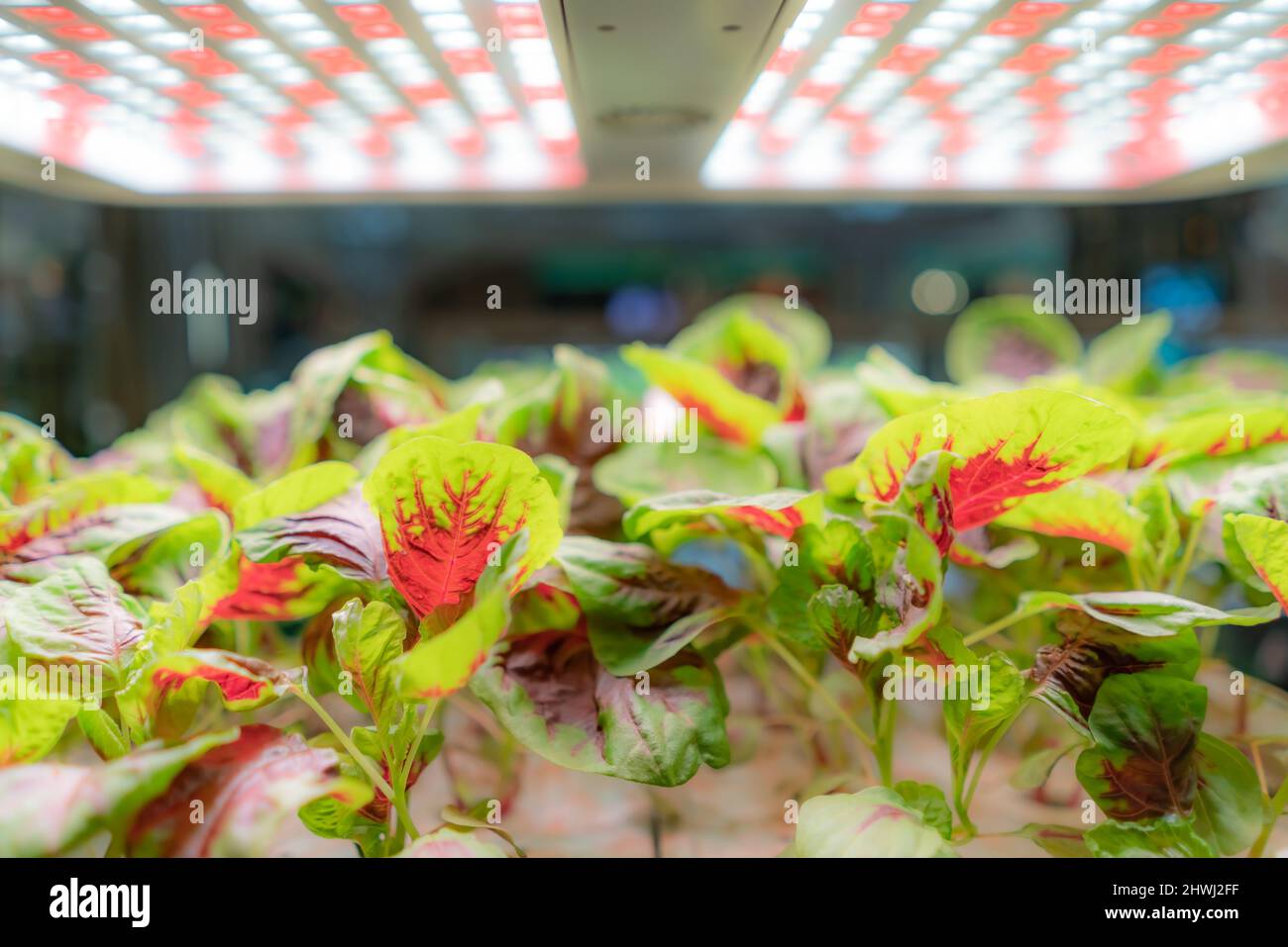 Vegetable grow with LED Light Indoor farm, Agriculture Technology Stock ...