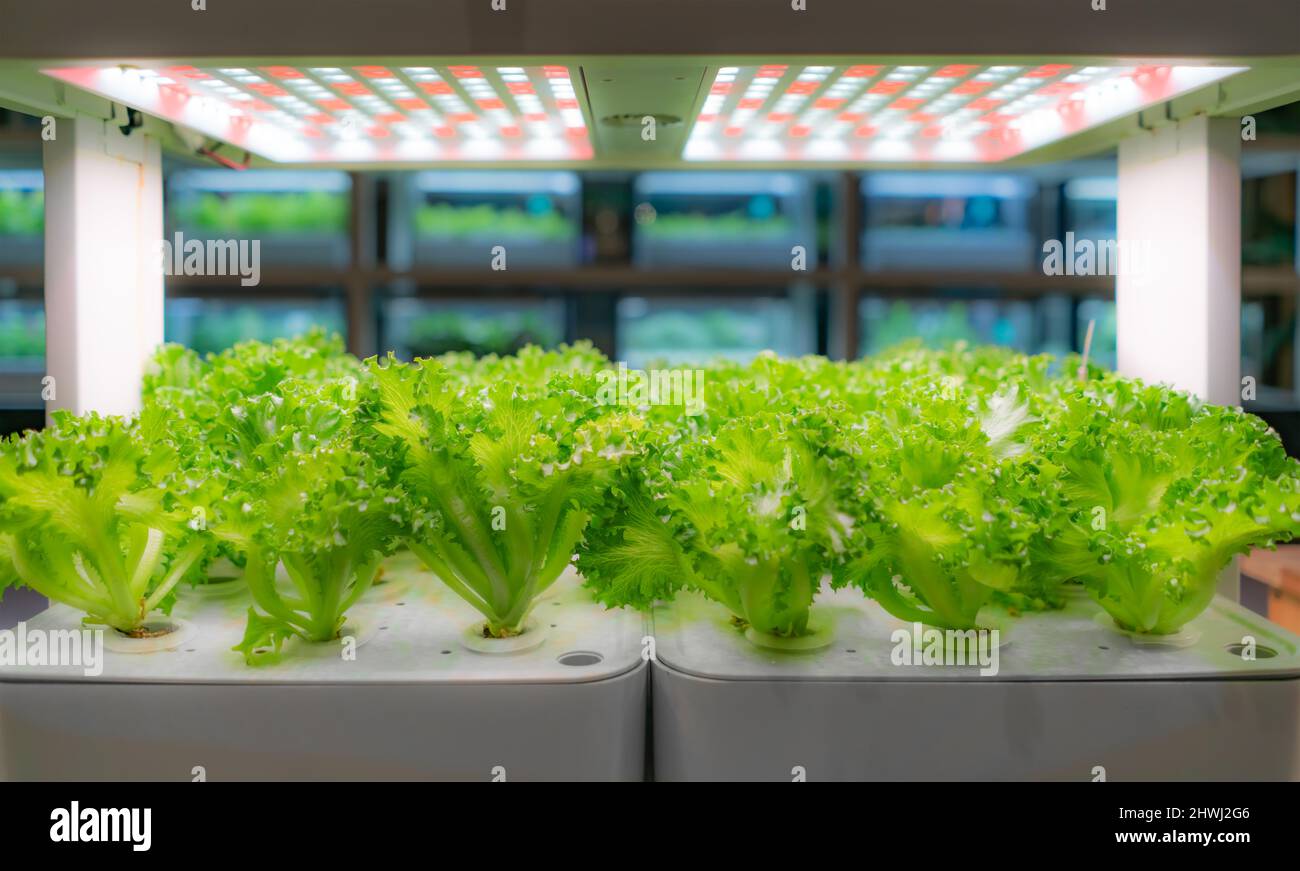 Vegetable grow with LED Light Indoor farm, Agriculture Technology Stock ...