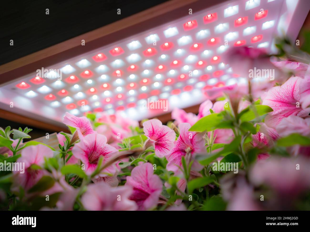 Vegetable grow with LED Light Indoor farm, Agriculture Technology Stock ...