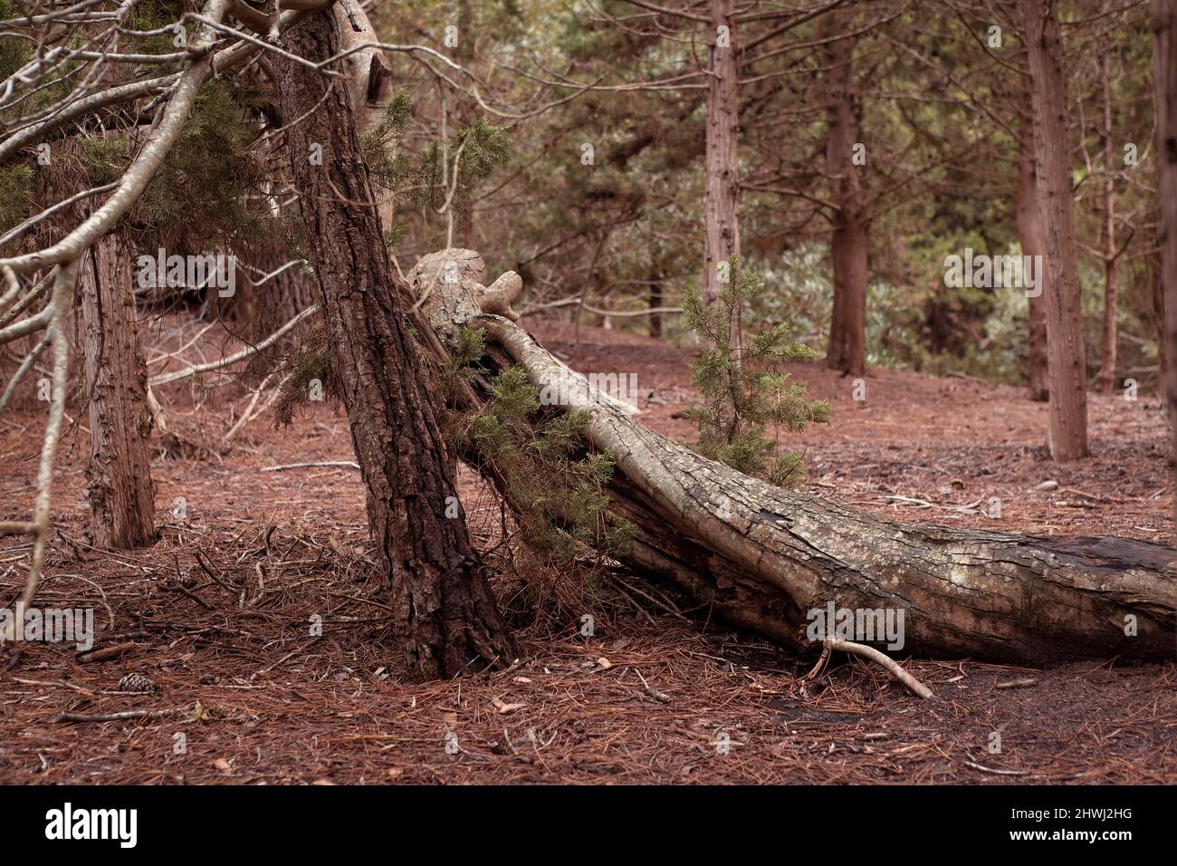 Tree root fallen pine tree hi-res stock photography and images - Alamy