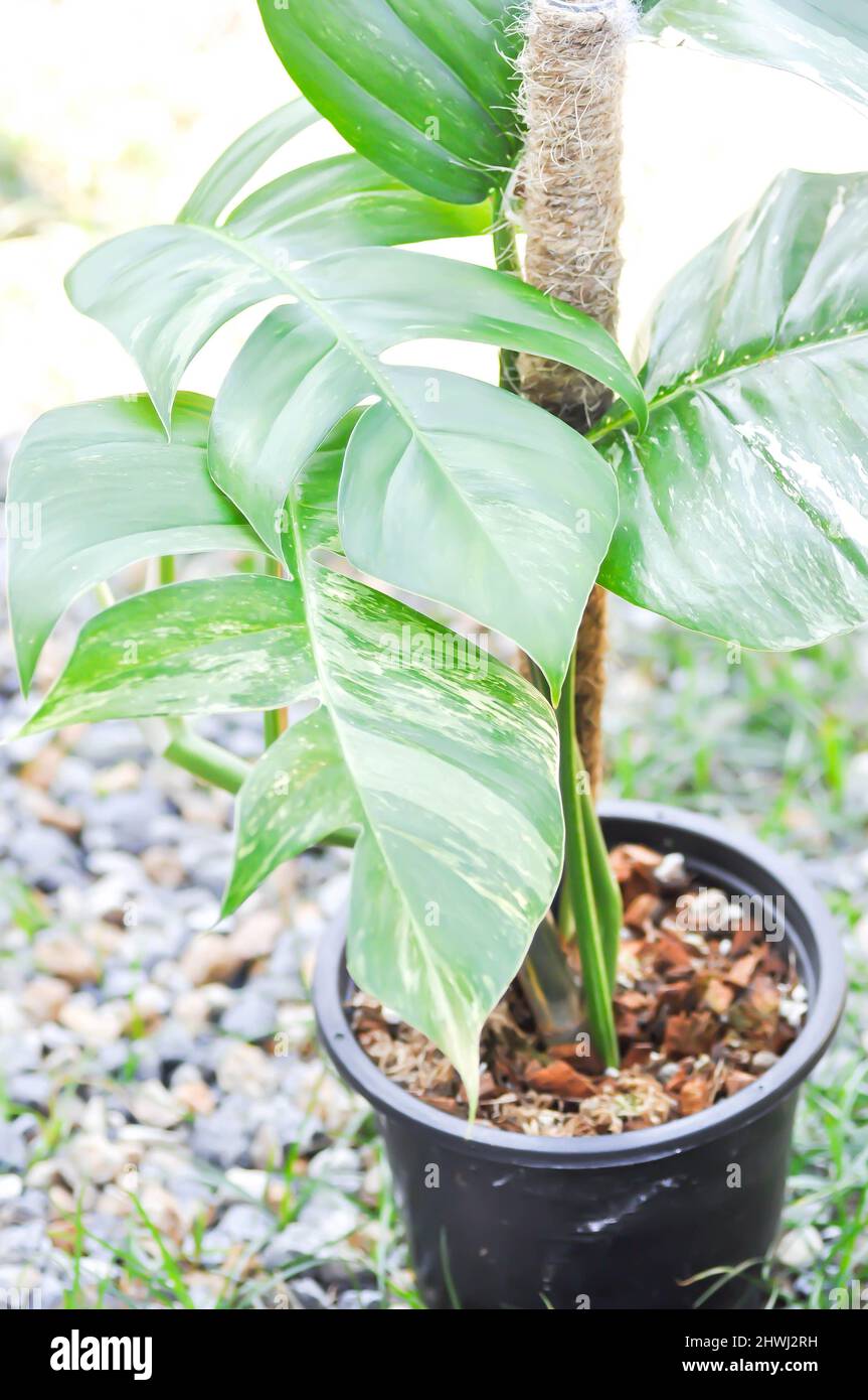 Epipremnum,Epipremnum Pinnatum Variegata or Epipremnum pinnatum ...