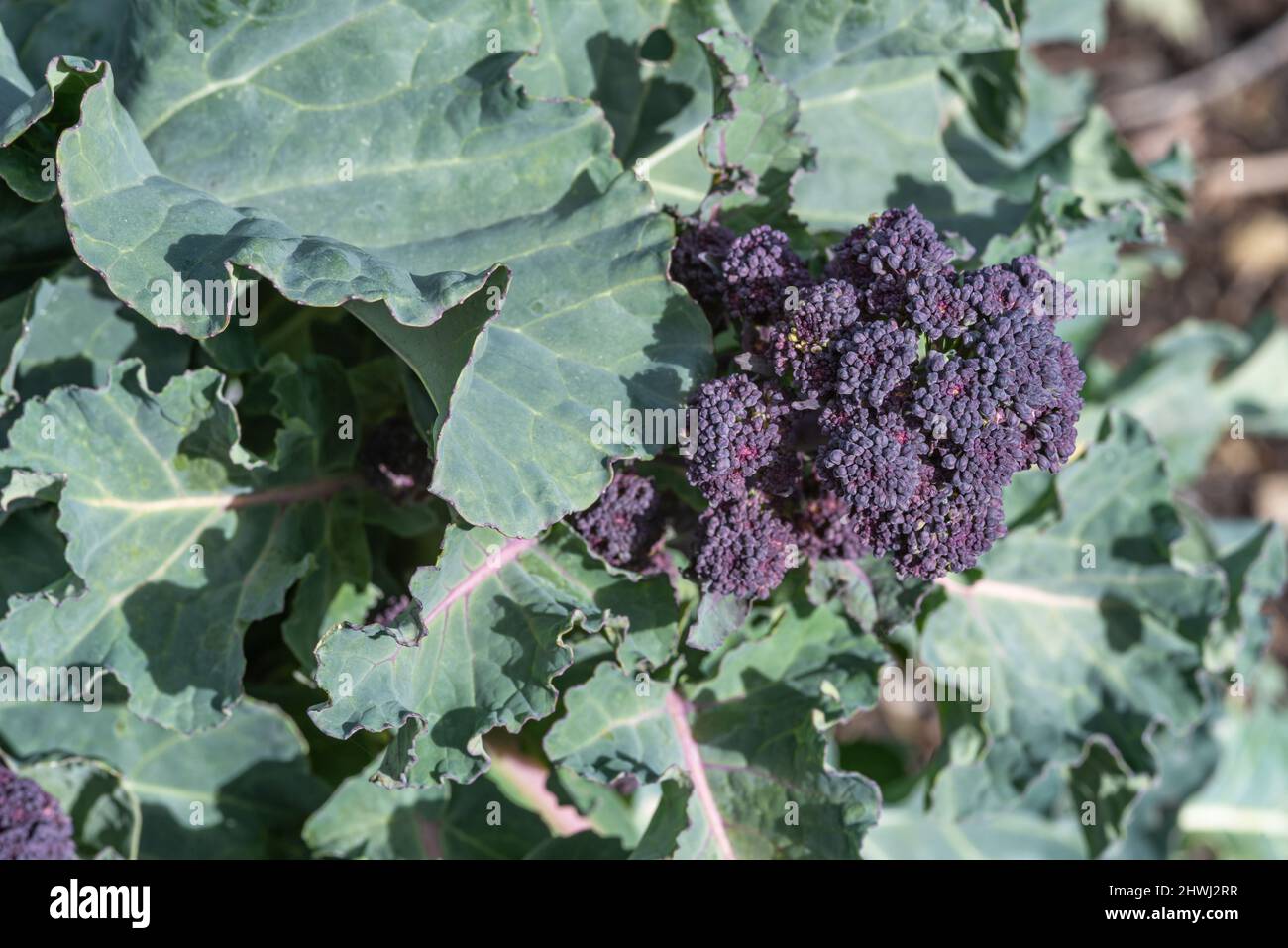 Purple Sprouting Broccoli 'Red Arrow' Stock Photo - Alamy