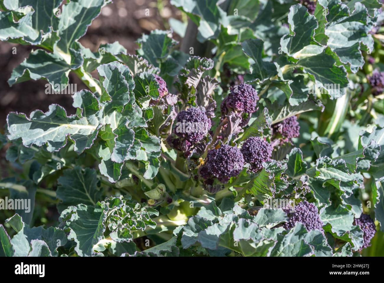 Red arrow broccoli hi-res stock photography and images - Alamy