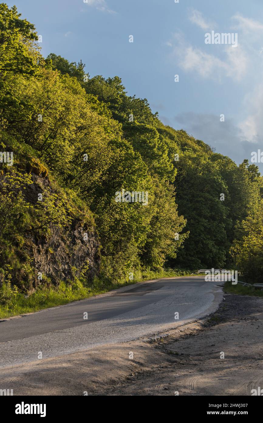 Trees shots during late spring in Vitosha Mountain, Bulgaria Stock ...
