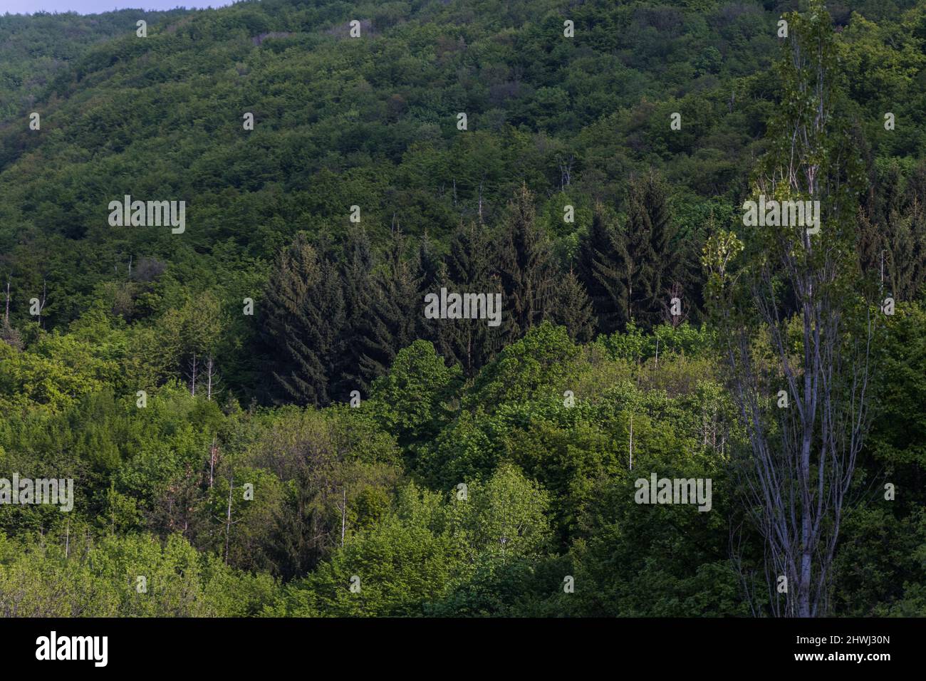 Trees shots during late spring in Vitosha Mountain, Bulgaria Stock ...