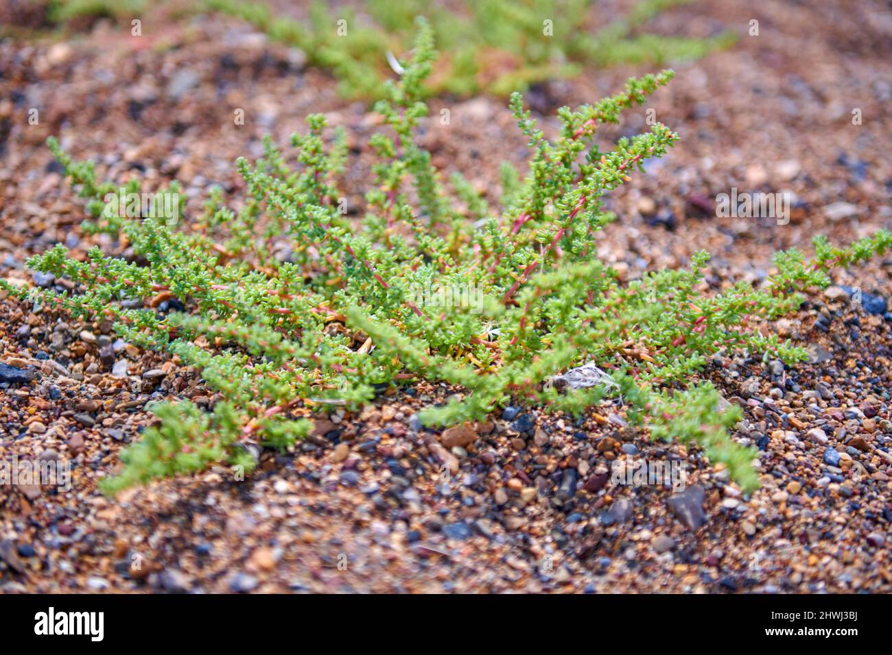 green bush weaving on the ground grows Stock Photo - Alamy