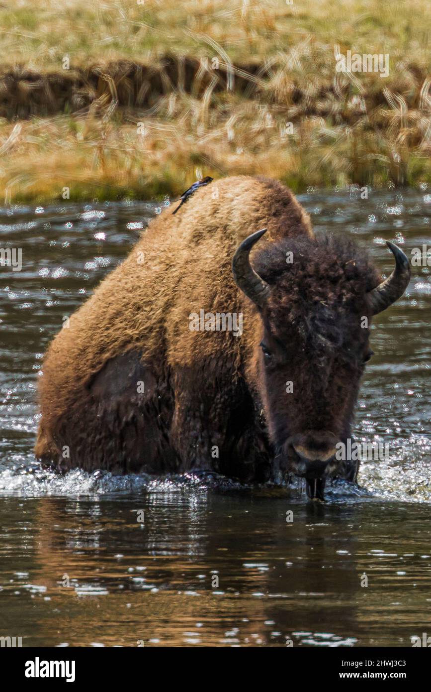 Buffalo, Bison bison, crossing the Madison Rive in Yellowstone National ...