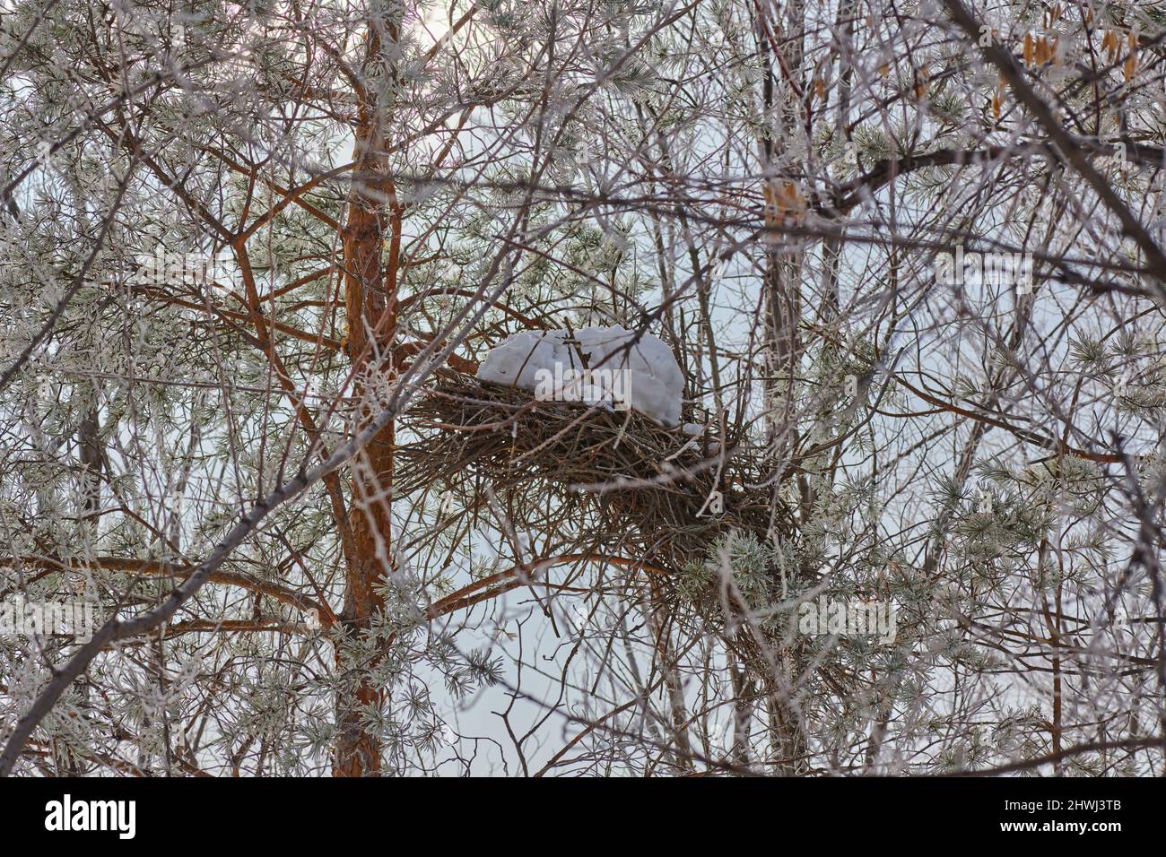 nest with snow on a tree in winter Stock Photo - Alamy