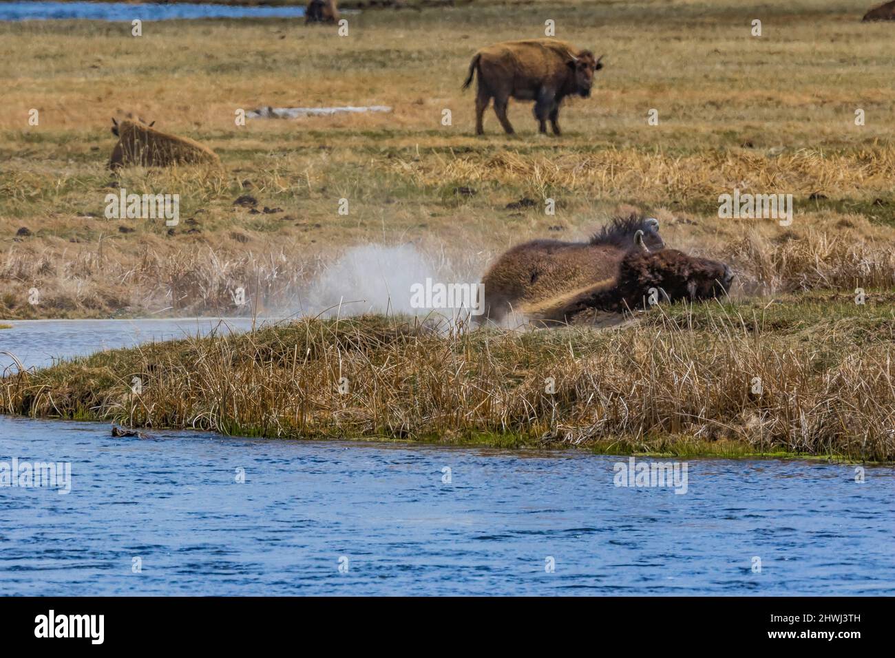 Buffalo wallow hi-res stock photography and images - Alamy