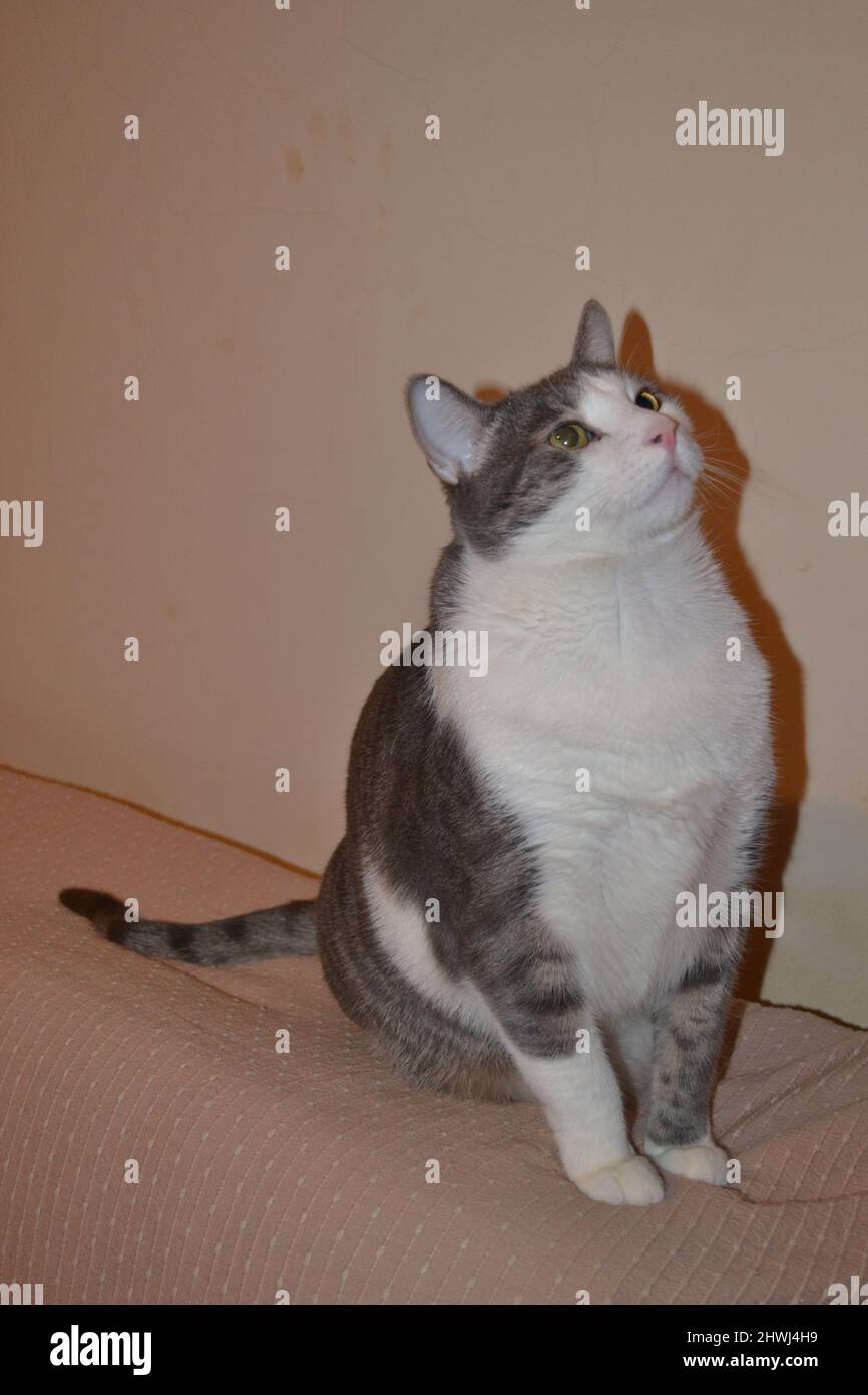 Very fat cat pets hi-res stock photography and images - Alamy