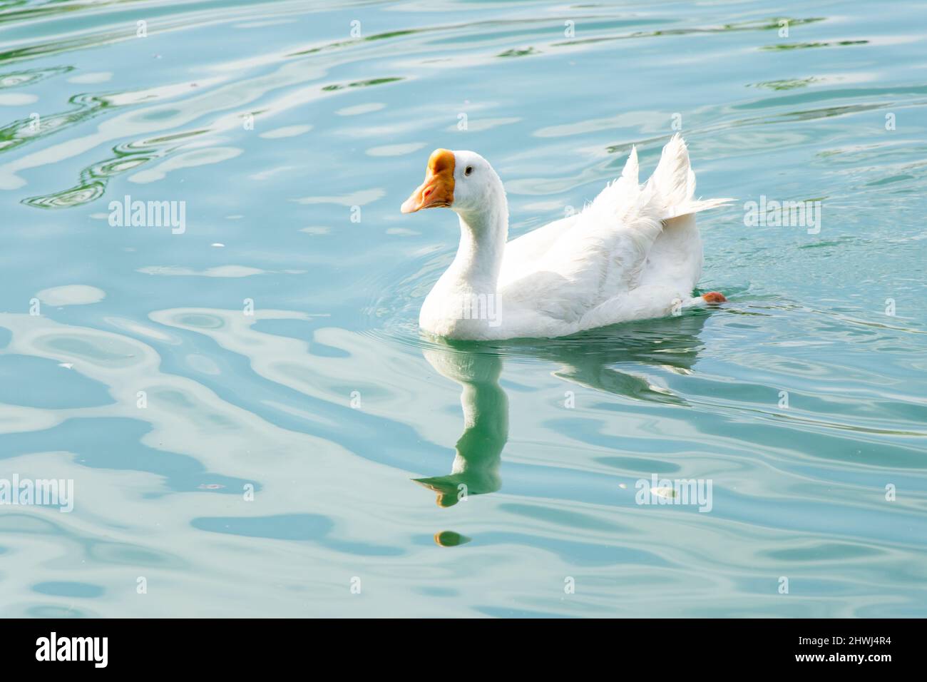 White color goose swimming in lake background Stock Photo - Alamy