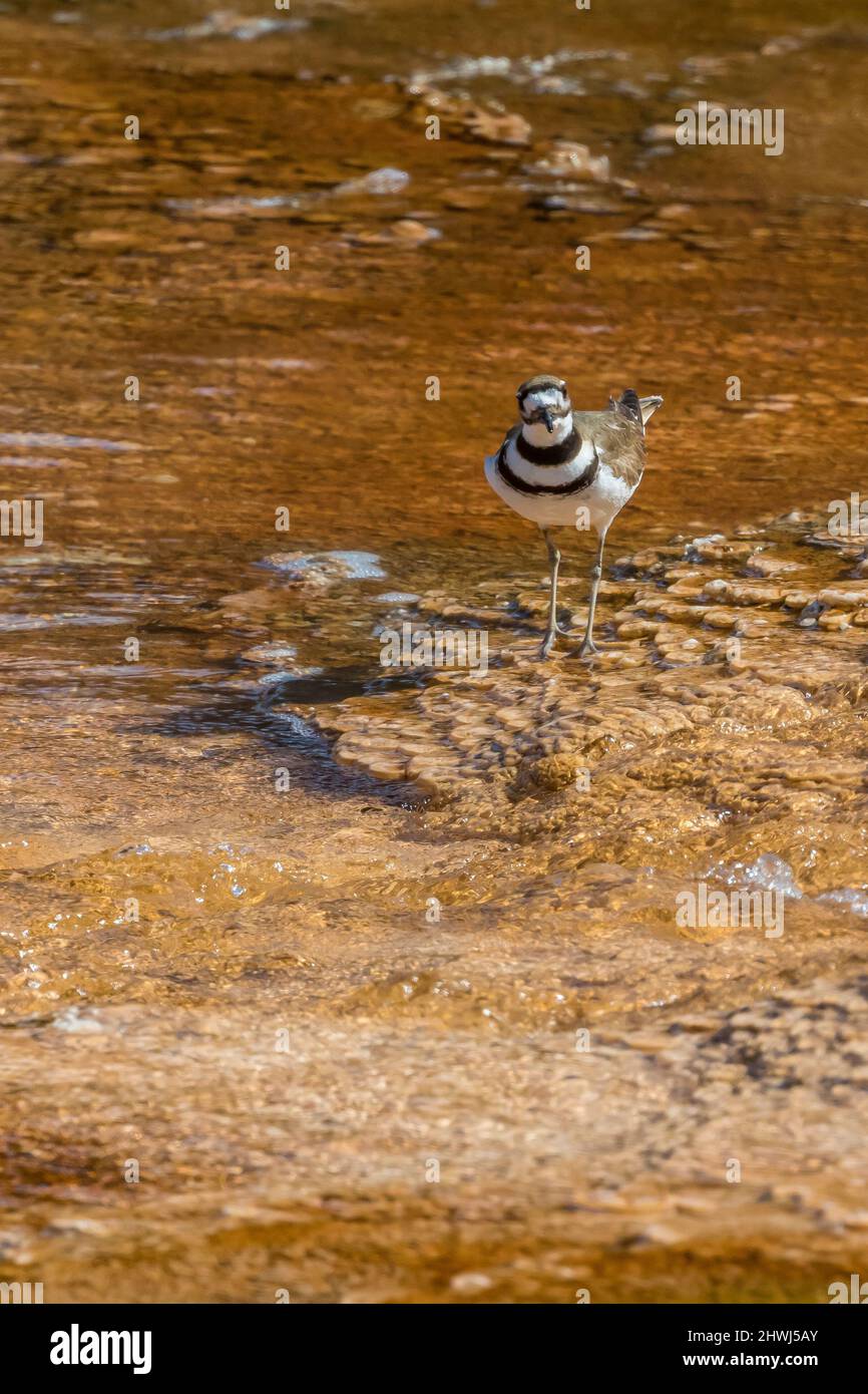 Killdeer, Chadadrius vociferus, feeding and grooming among the hot ...