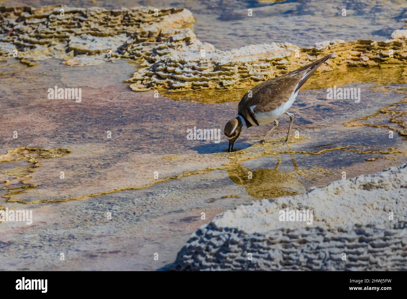 Mammoth hot springs terraces hi-res stock photography and images - Alamy