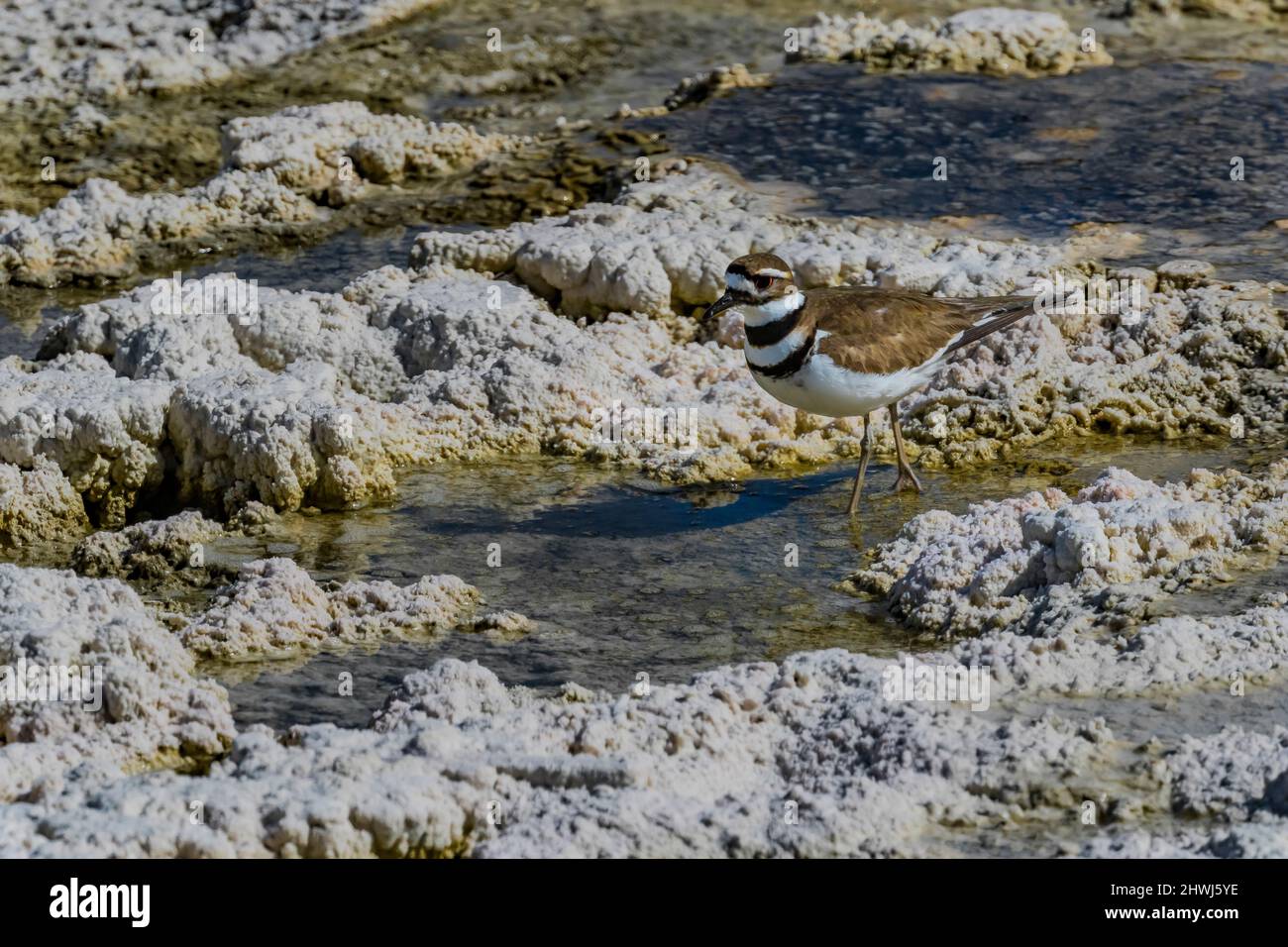 Killdeer, Chadadrius vociferus, feeding and grooming among the hot ...