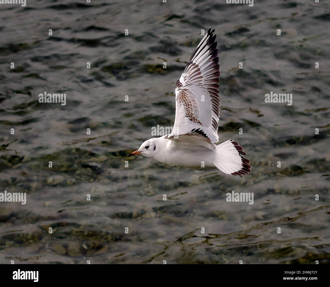 Flying seabird hi-res stock photography and images - Alamy