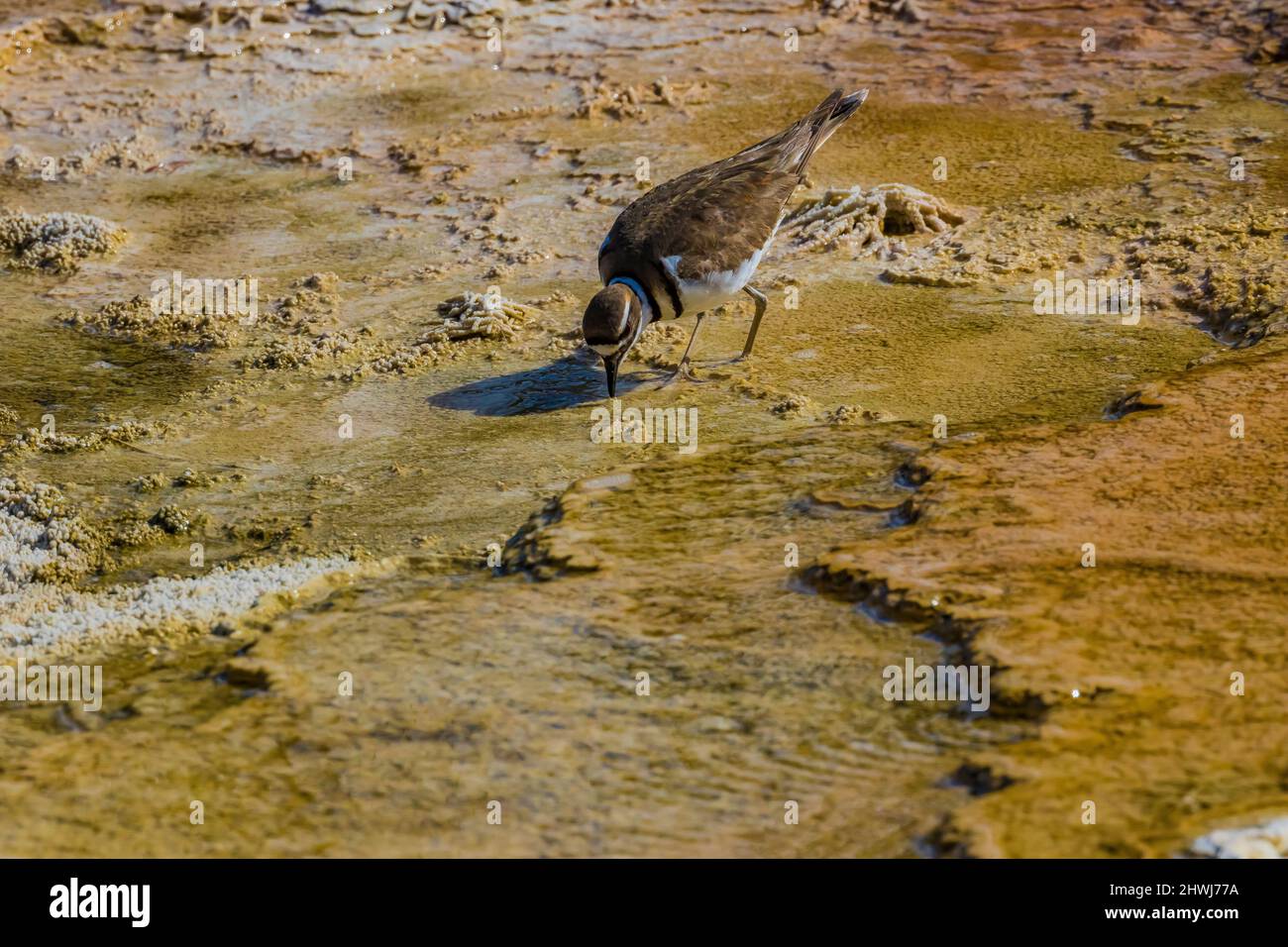 Killdeer, Chadadrius vociferus, feeding and grooming among the hot ...