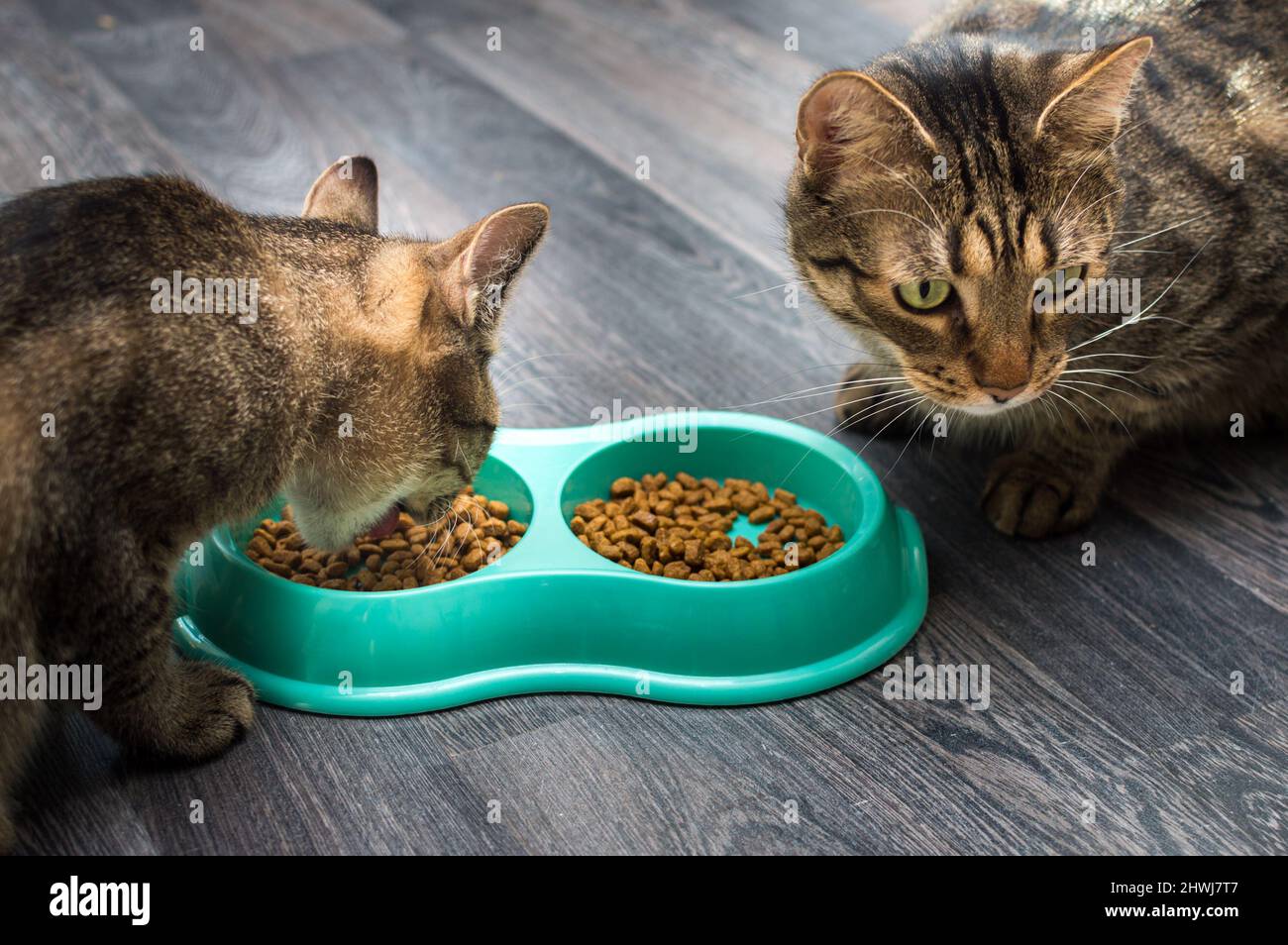 Two cats eat together on the kitchen floor Stock Photo - Alamy
