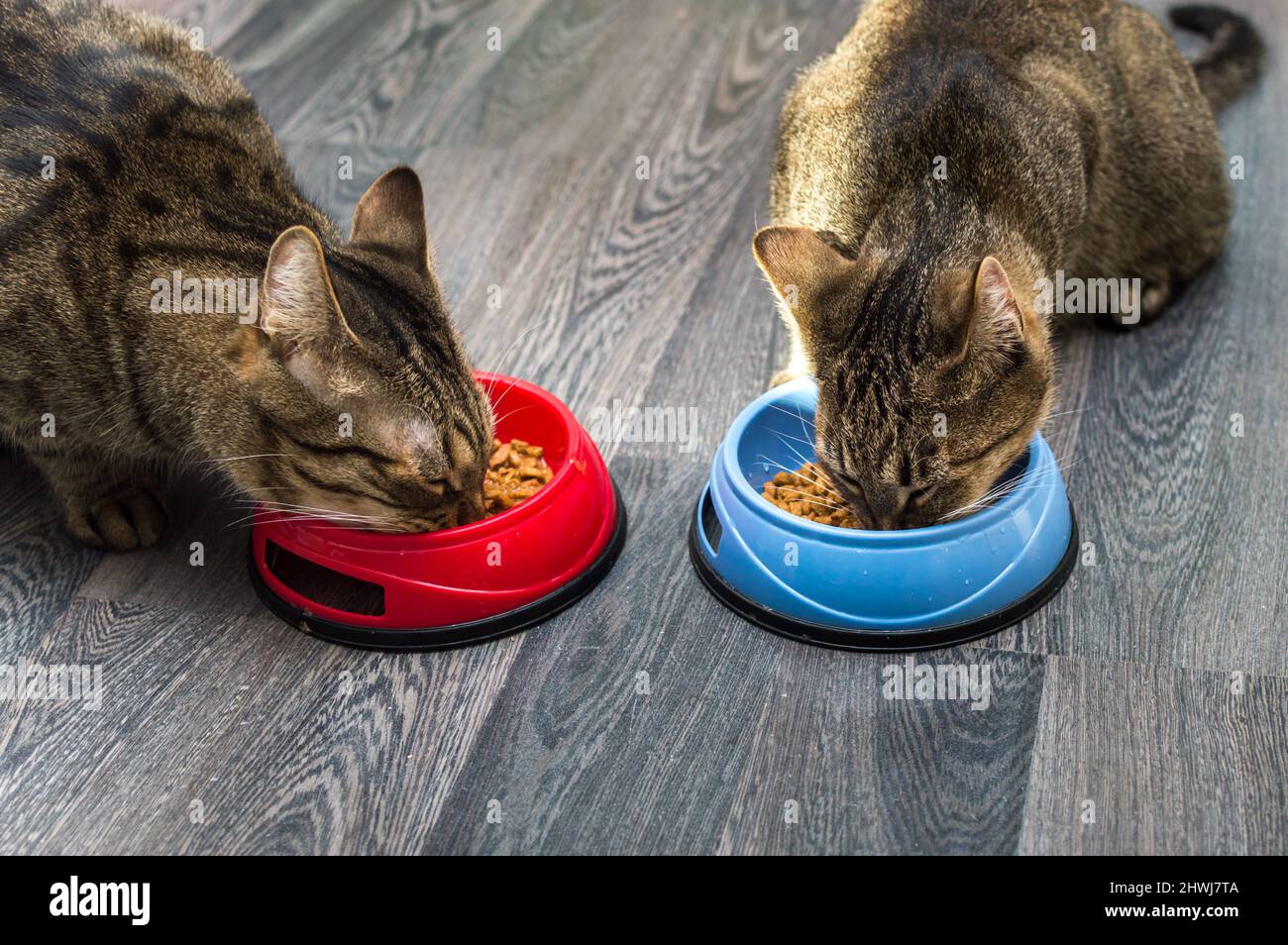 Two cats eat together on the kitchen floor Stock Photo - Alamy