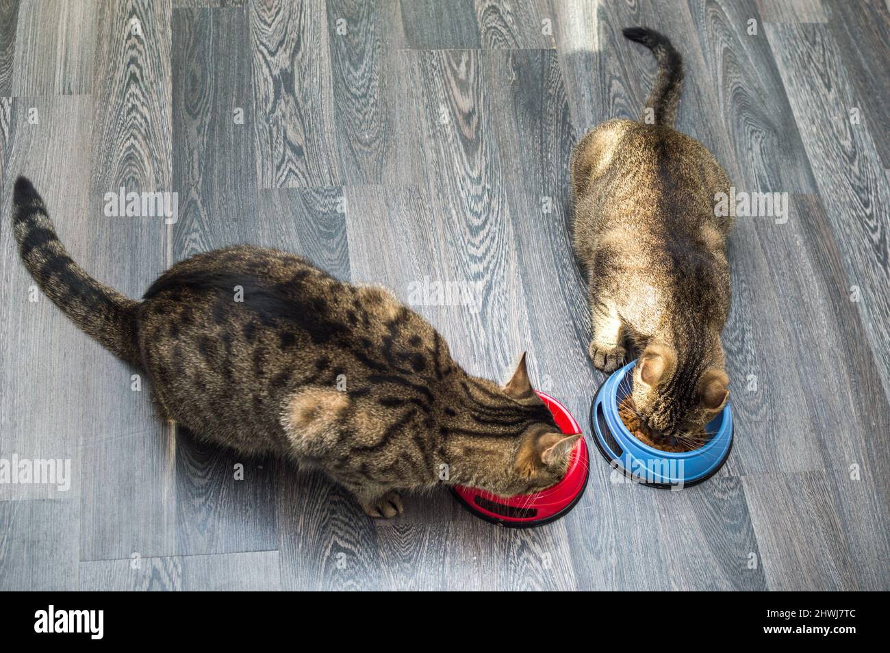 Two cats eat together on the kitchen floor Stock Photo - Alamy