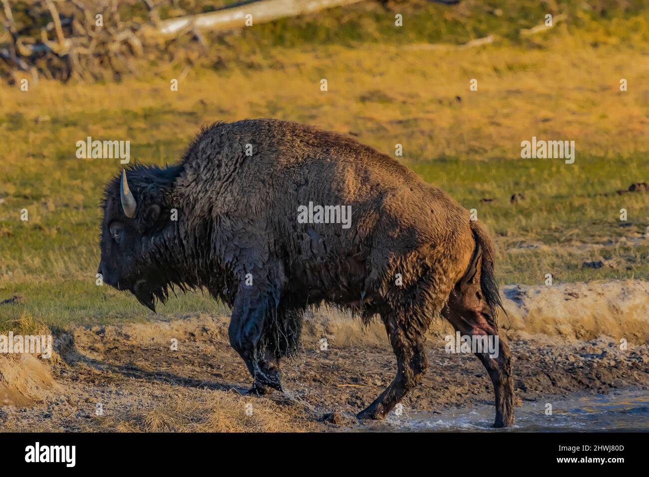 Buffalo, Bison bison, wet from crossing the Madison River in May in ...