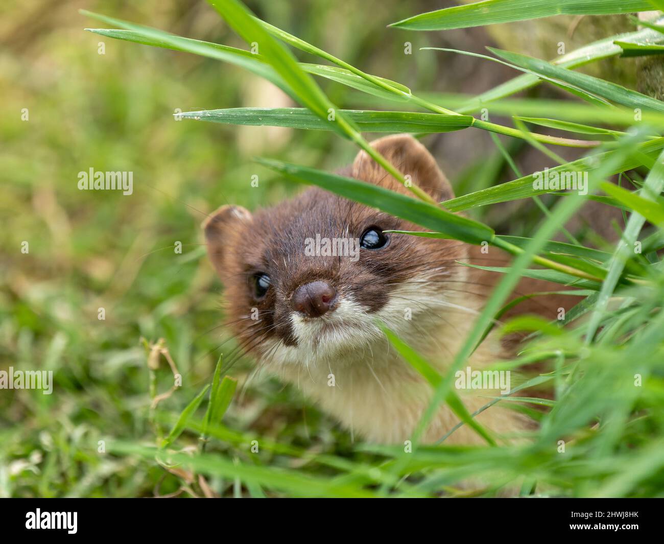 English stoat hi-res stock photography and images - Alamy