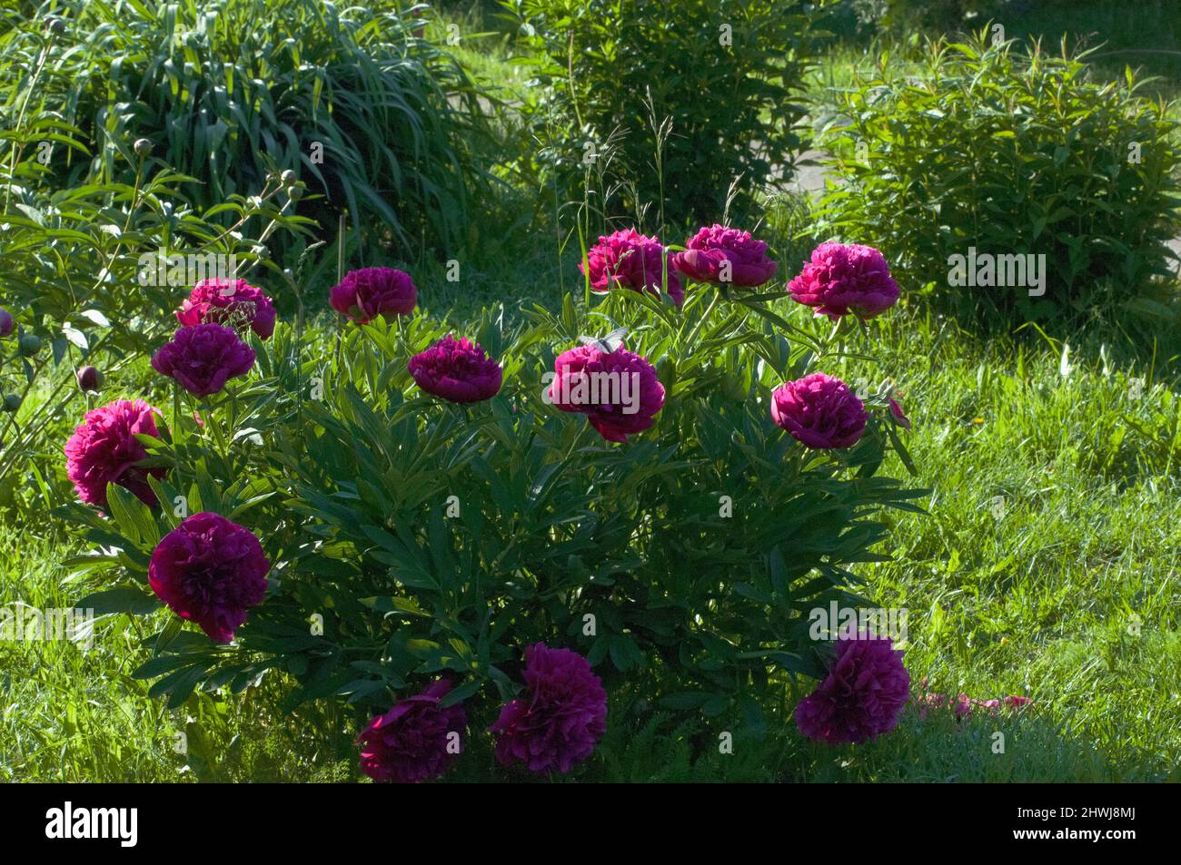 Peonies blooming in the garden on summer day and shine Stock Photo - Alamy