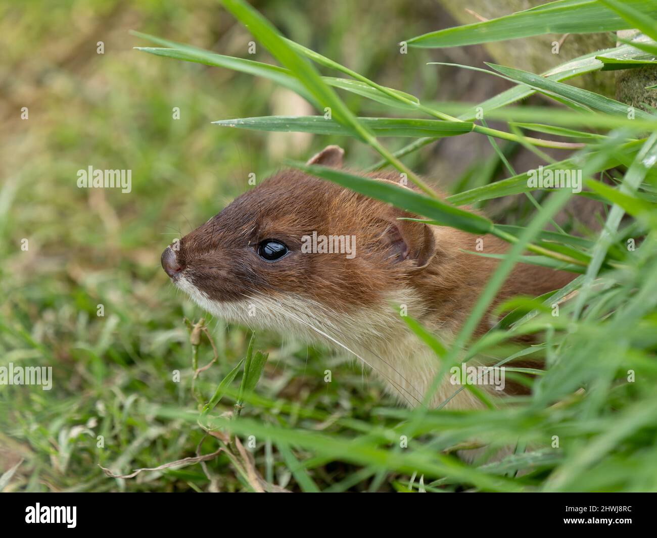 Stoat Head Peering out of the Grass Stock Photo - Alamy