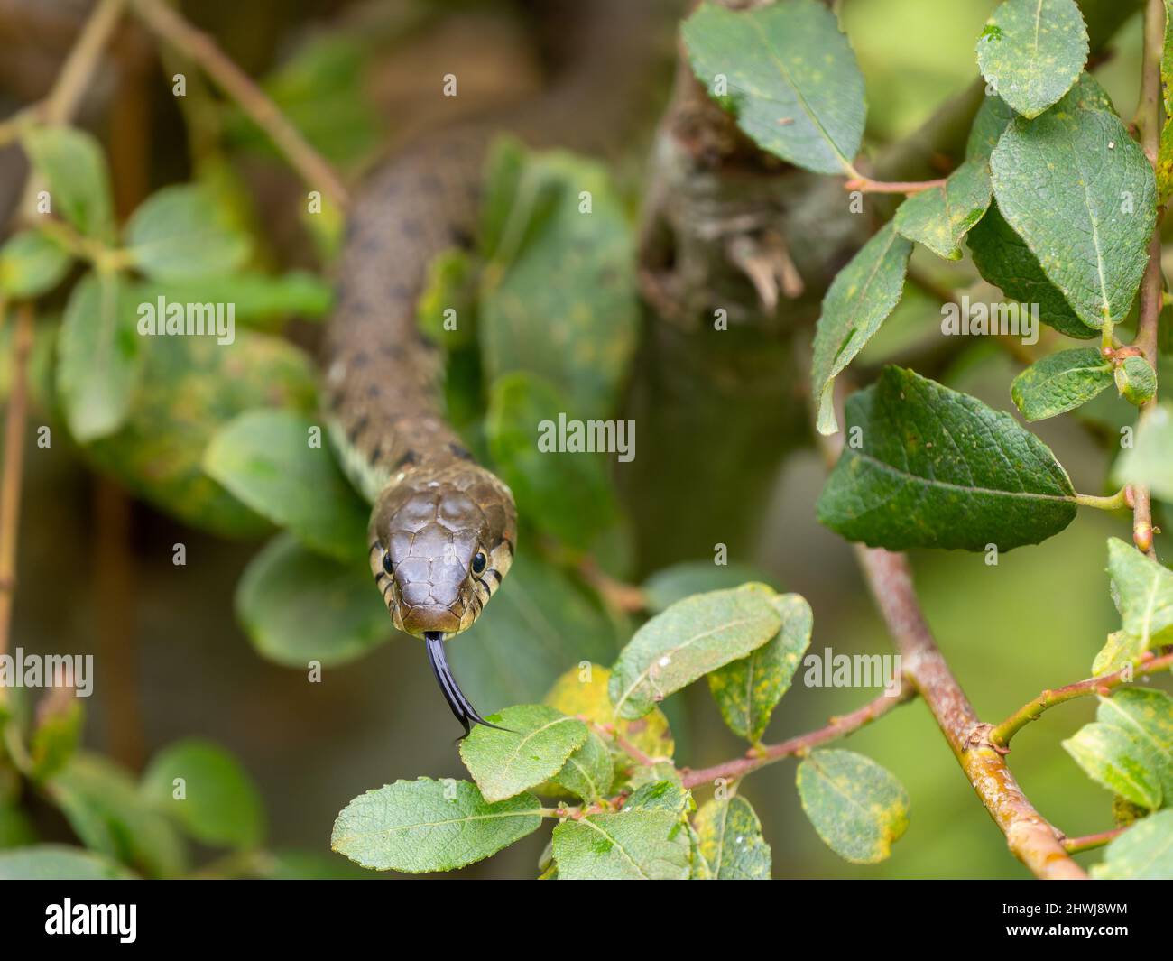 Close-up of a Grass Snake in a Bush Stock Photo - Alamy